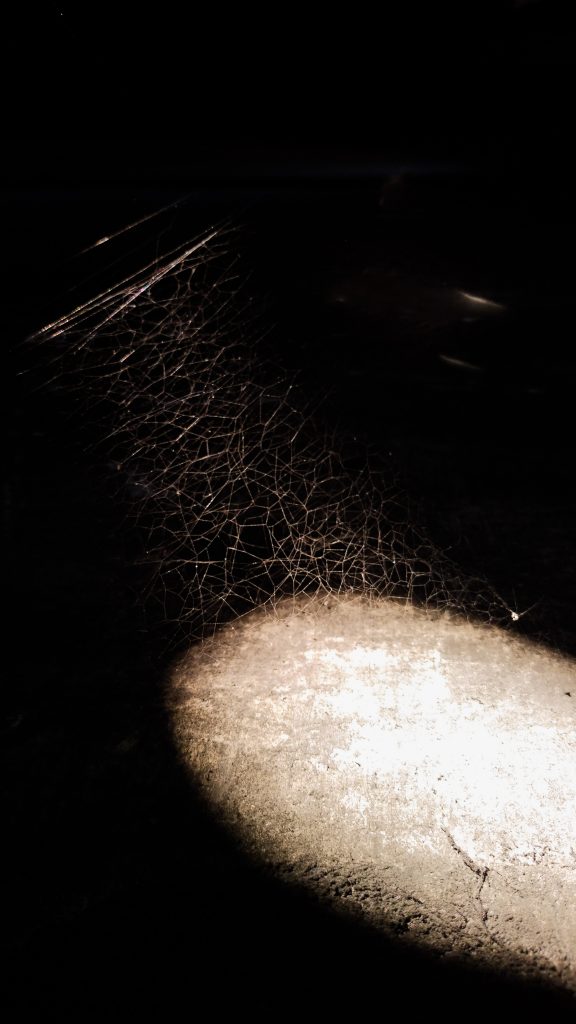 Light on spider web - PixaHive