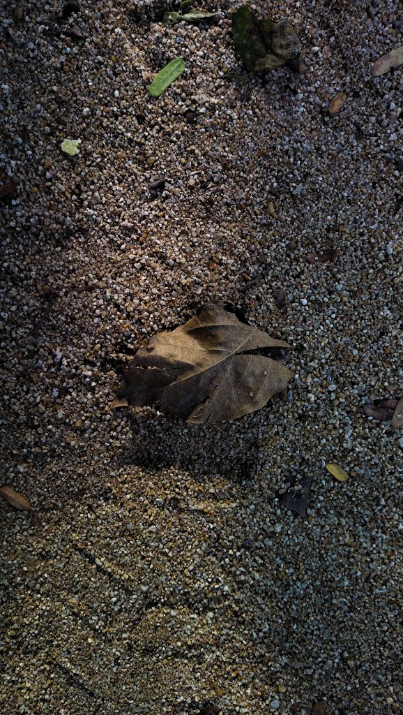 Light on the dry leaf - PixaHive