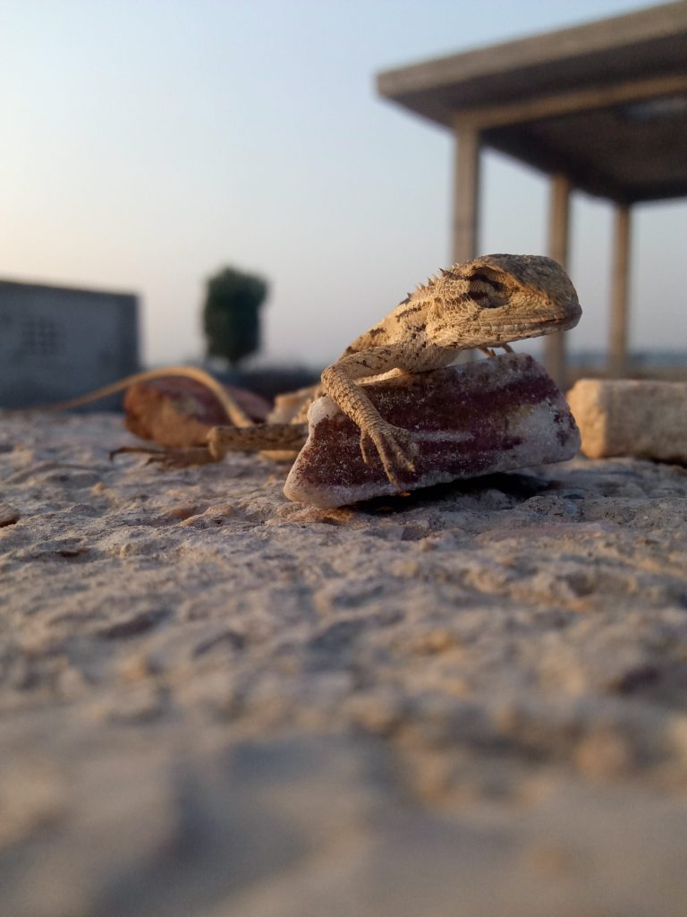 Lizard on stone - PixaHive