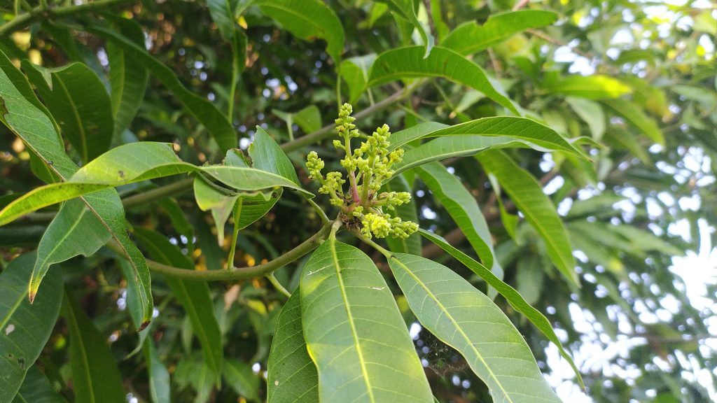 Mango tree leaves - PixaHive