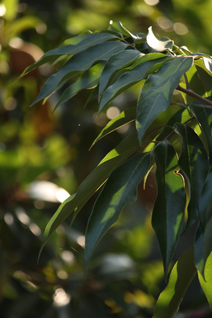 Mango Tree leaves - PixaHive