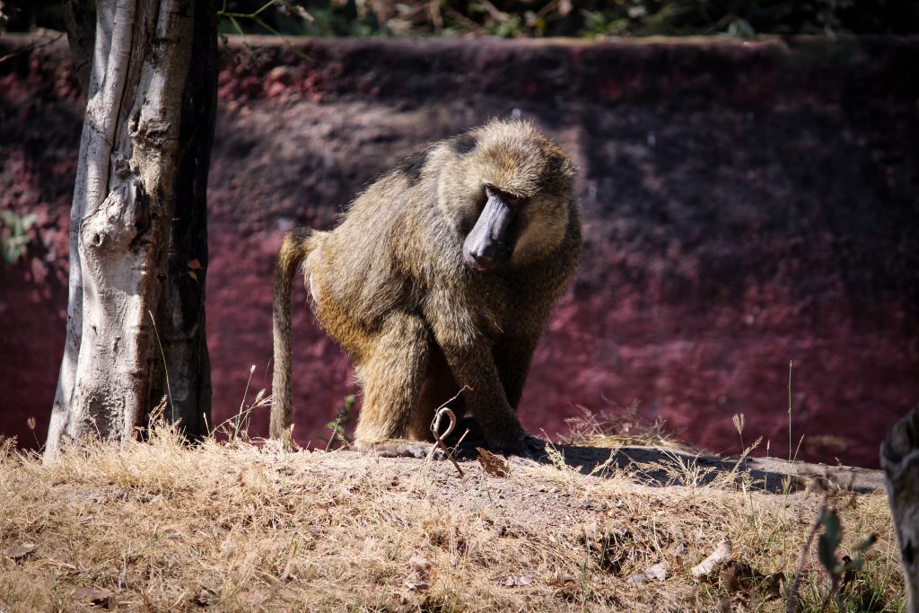 Monkey in the forest - PixaHive