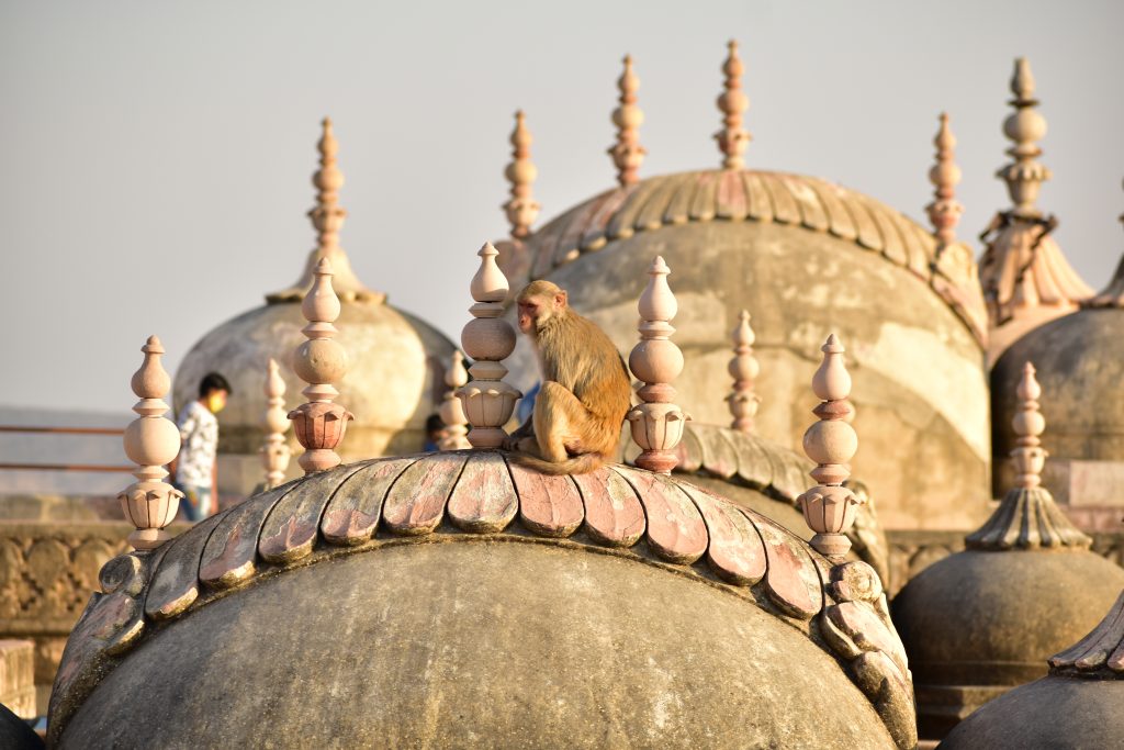 Monkey sitting on fort dome - PixaHive