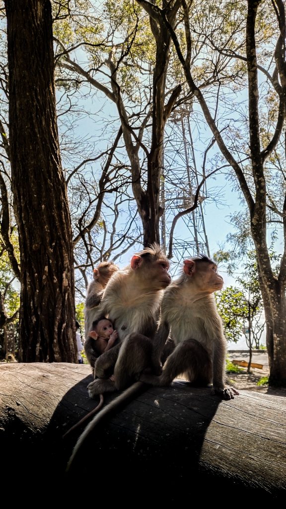 Monkeys sitting on tree trunk - PixaHive