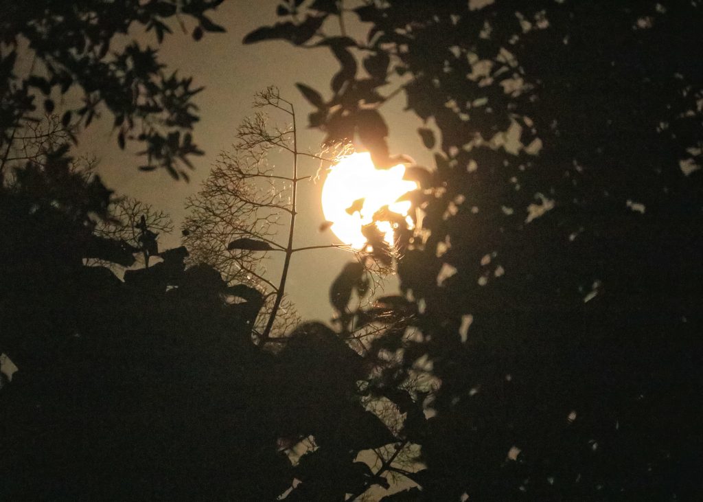 Moon behind the tree - PixaHive