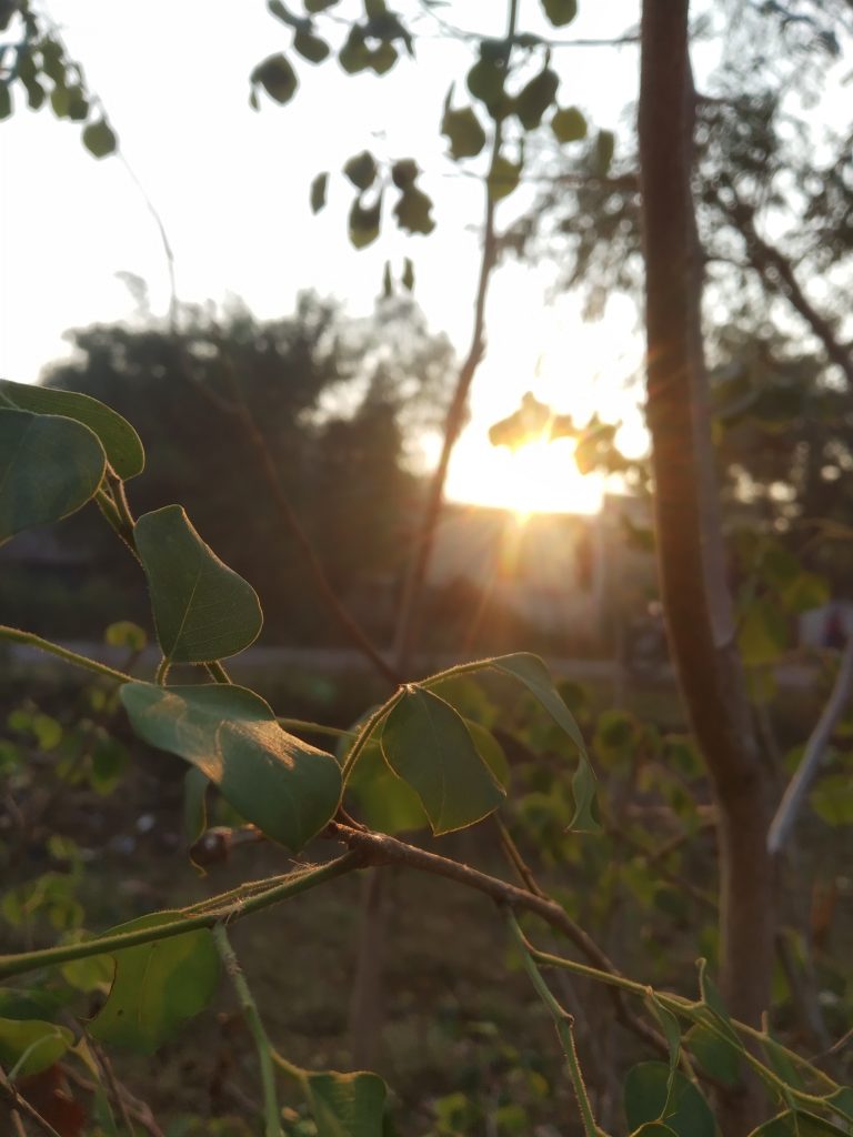 Morning sunshine - PixaHive