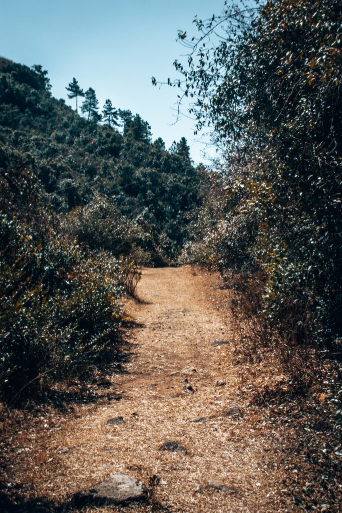 Narrow path in the forest - PixaHive