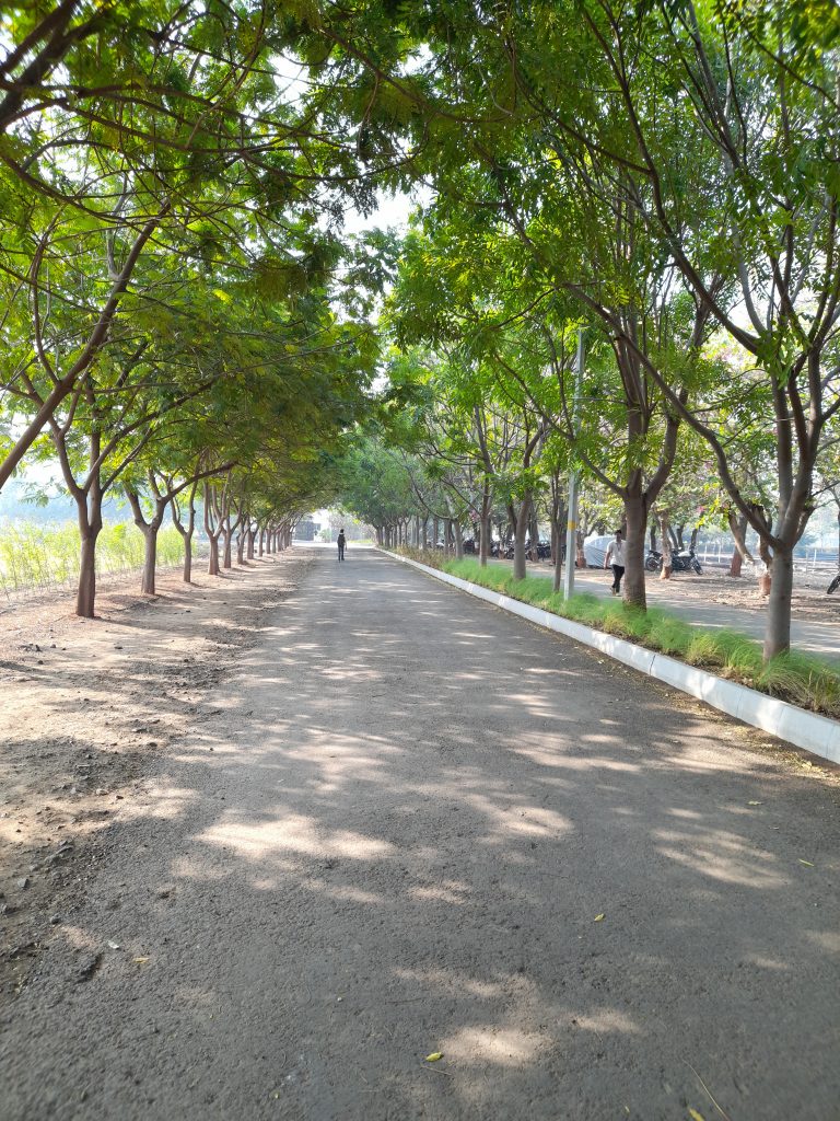 Trees along a road - PixaHive