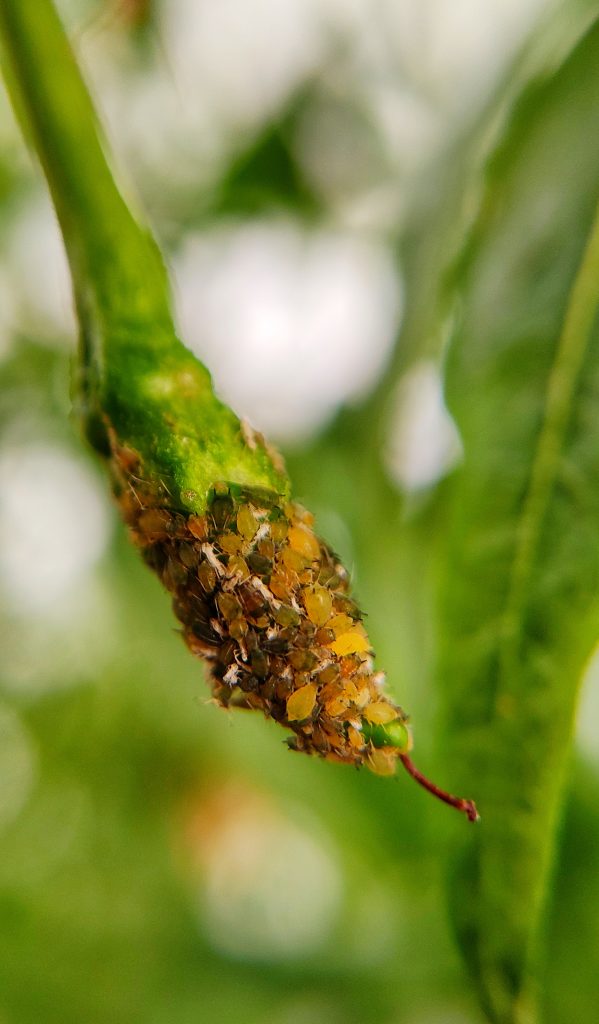 Pest on plant stem - PixaHive