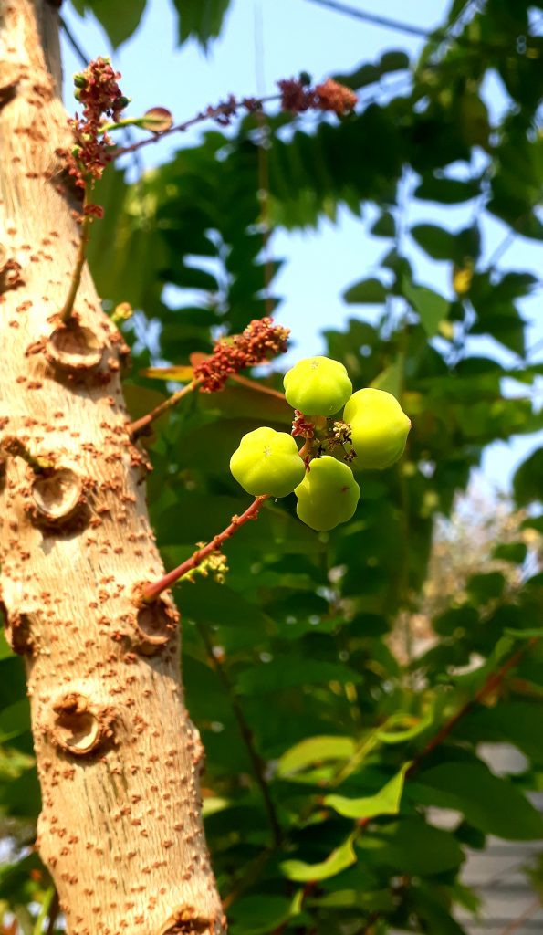 A fruit tree - PixaHive
