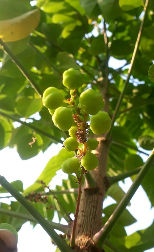 A fruit tree - PixaHive