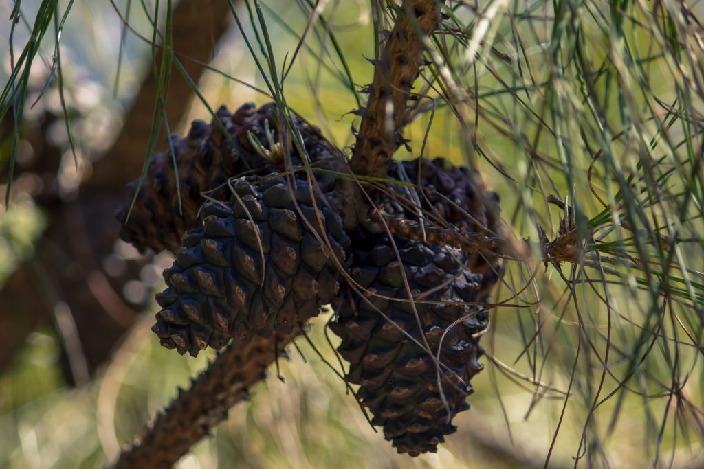 Pine cone - PixaHive