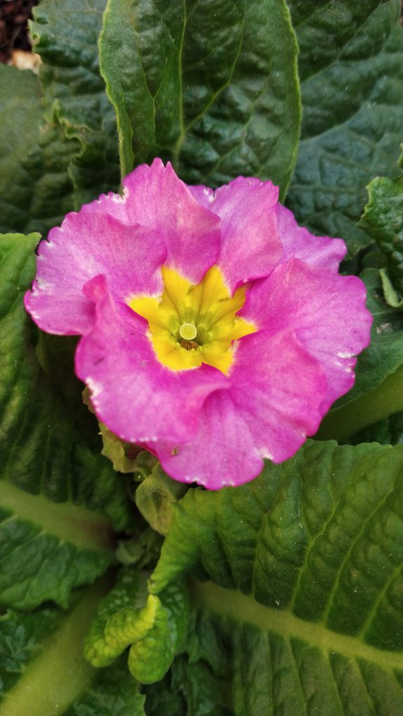 Pink blooming flower - PixaHive