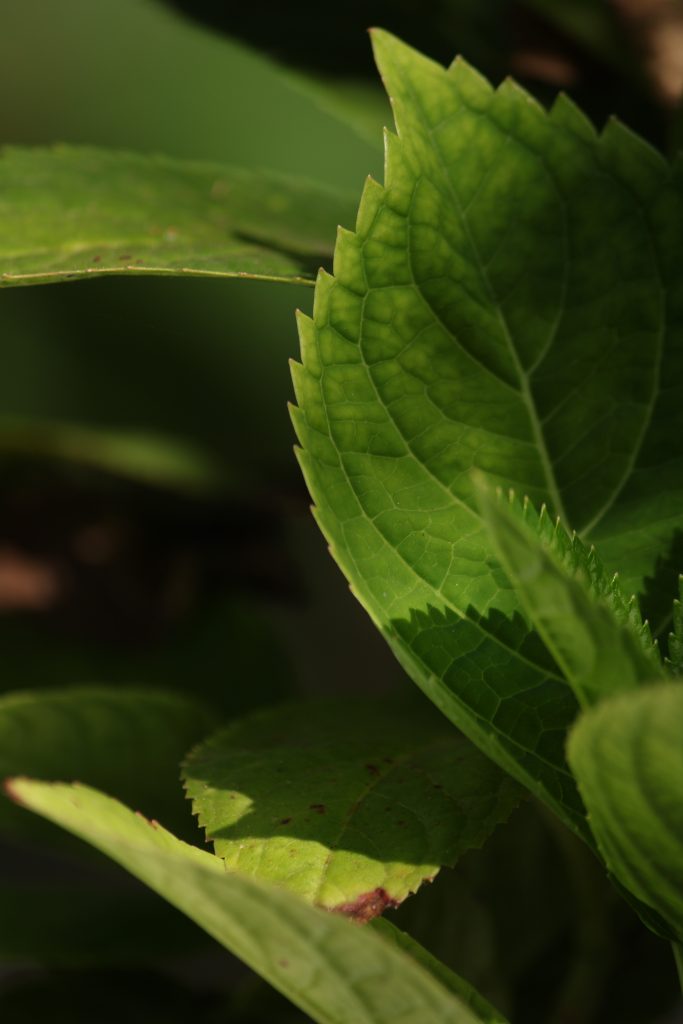 Plant leaf - PixaHive