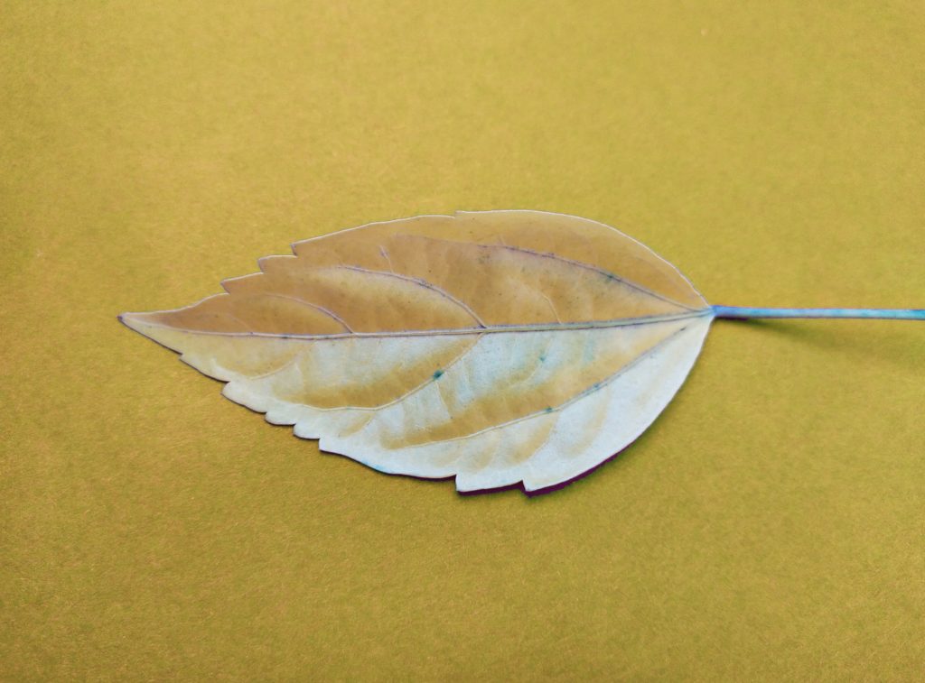 Plant leaf - PixaHive