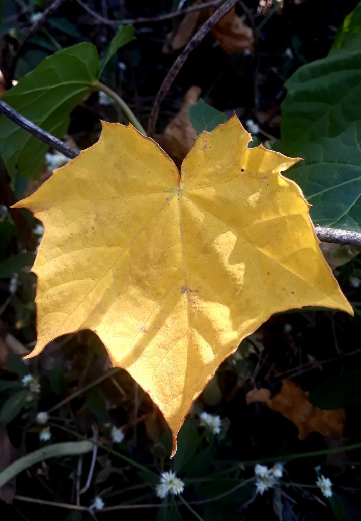 Plant leaf - PixaHive