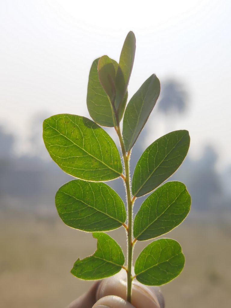 Plant macro view - PixaHive
