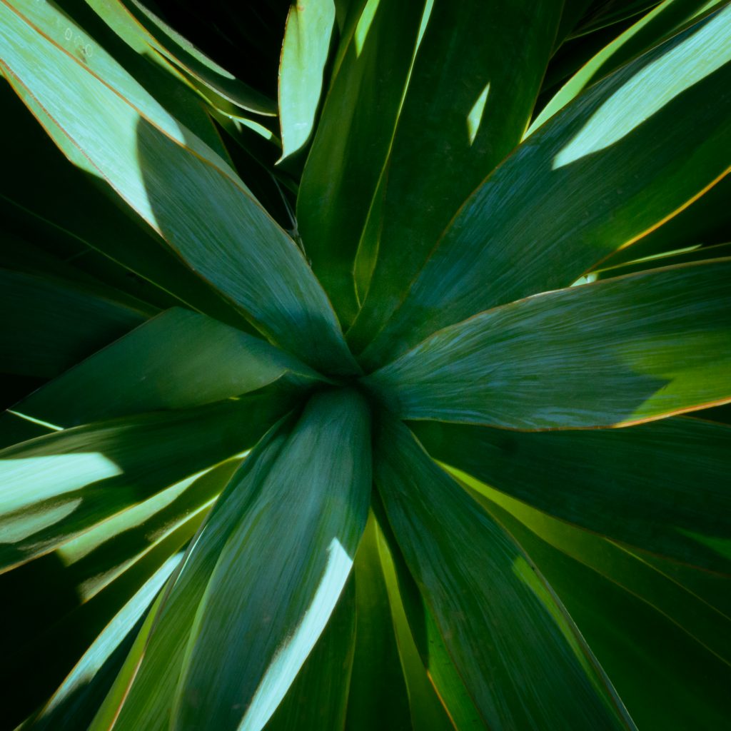 Plant view - PixaHive