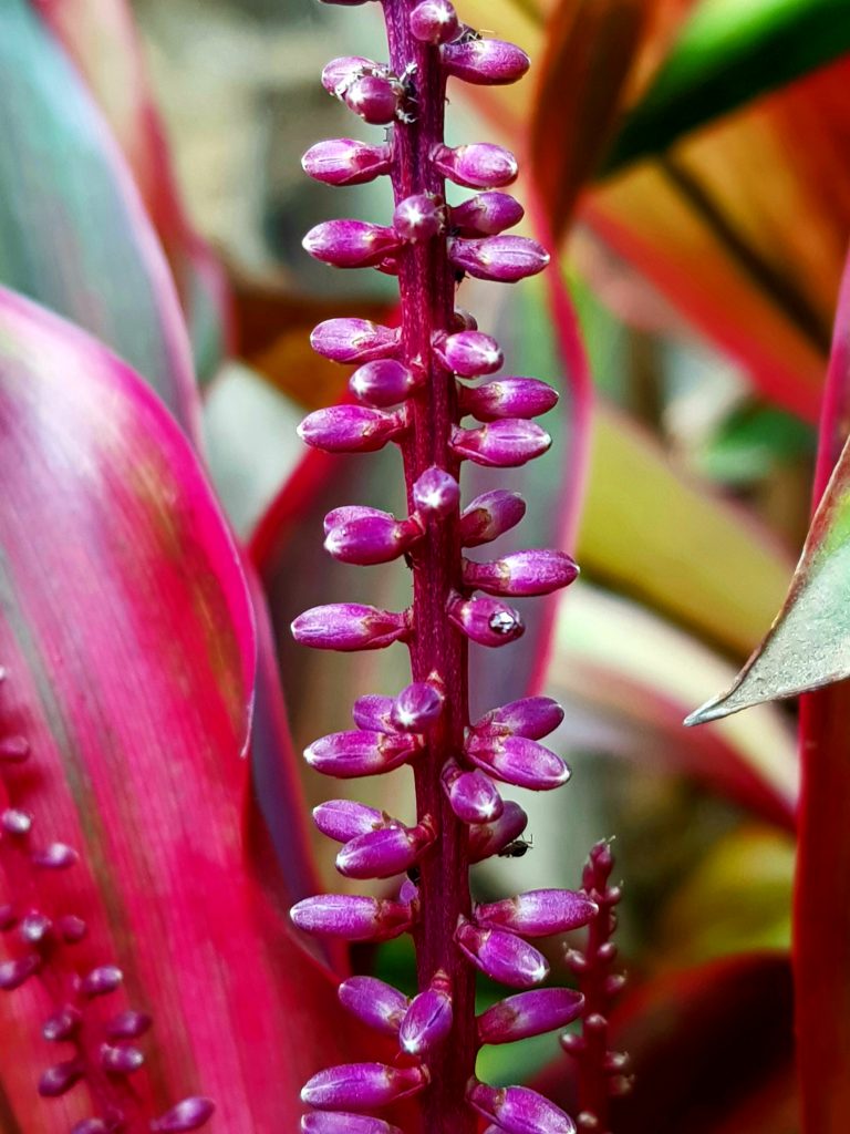 Pollens of flower - PixaHive