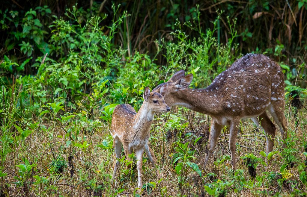 Portrait of a Chital Deer - PixaHive