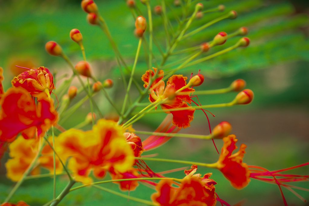 Red Flowers ? - PixaHive