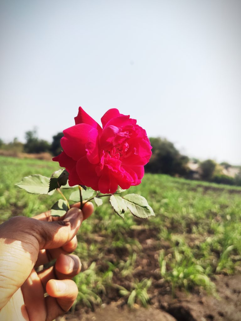 Red Rose in hand - PixaHive