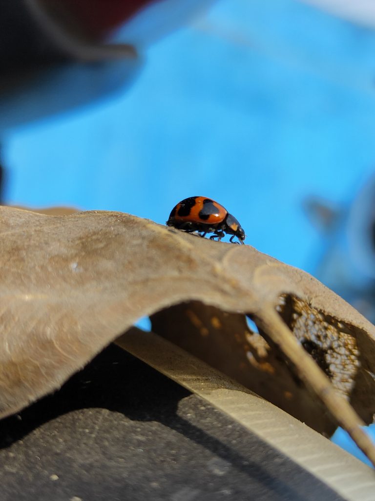 Red bug on dry leaf - PixaHive
