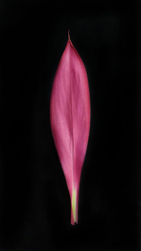 Red drissina plant leaf - PixaHive