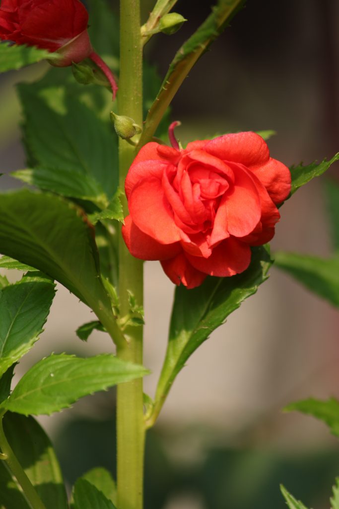 Red rose on the plant - PixaHive