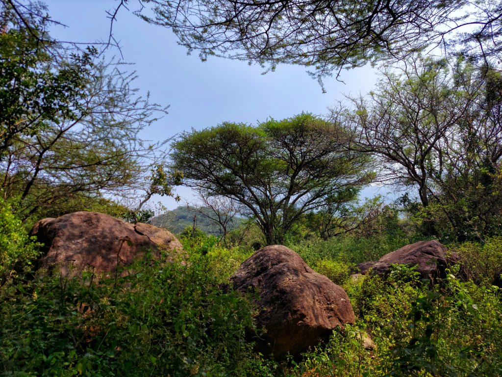 Rocks in the forest - PixaHive