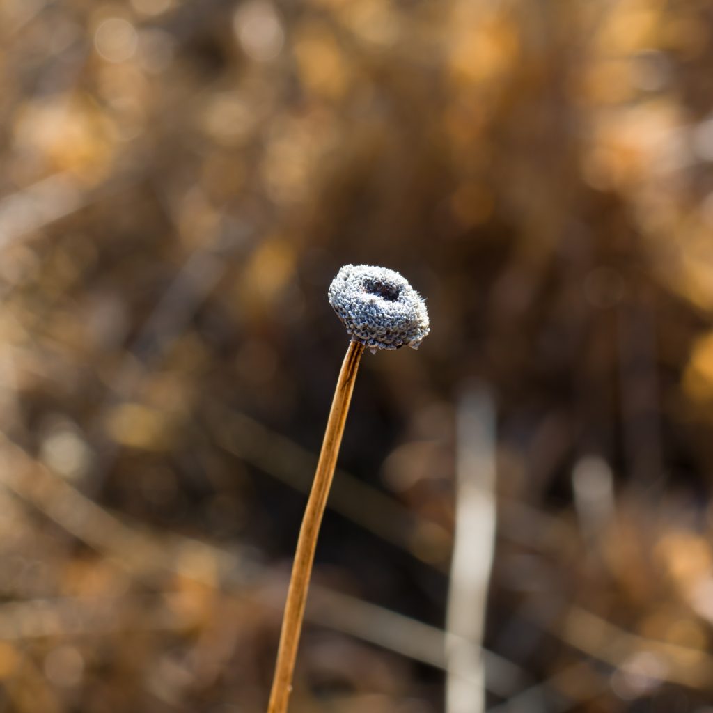 Round head wild plant - PixaHive