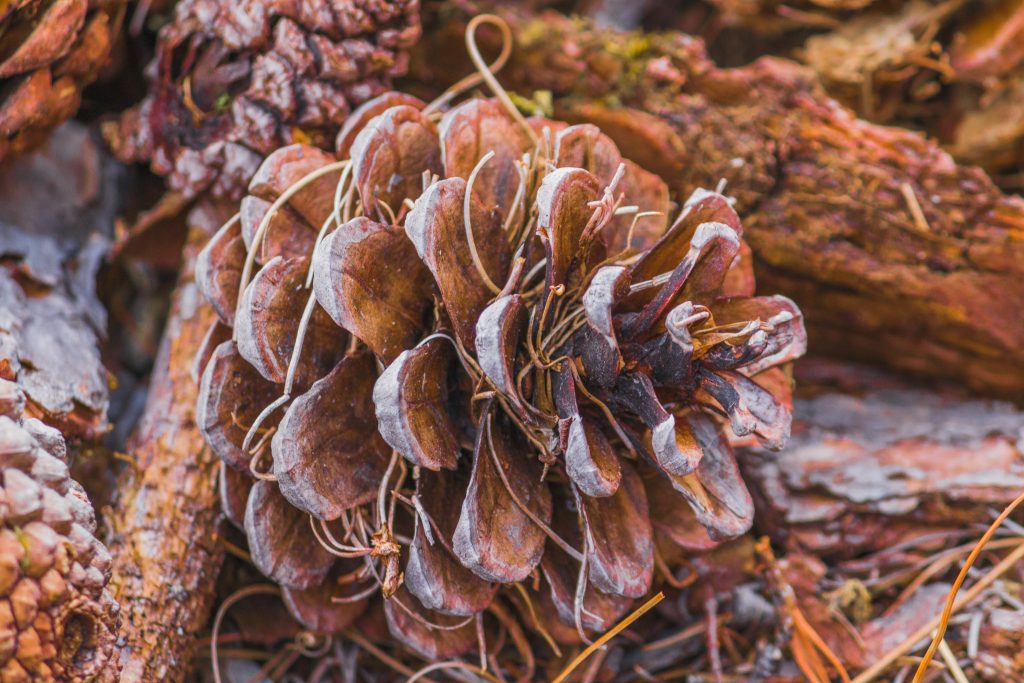Conifer cone - PixaHive