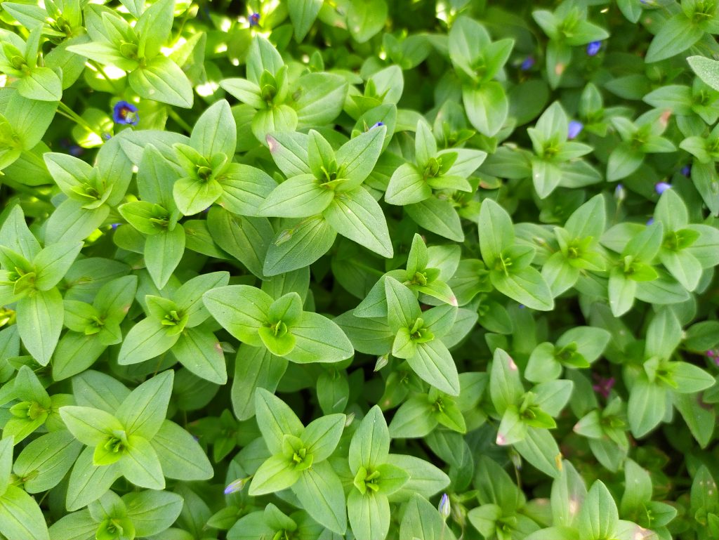 Small multiple plants - PixaHive