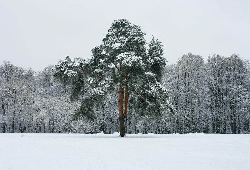 Snow over the trees - PixaHive