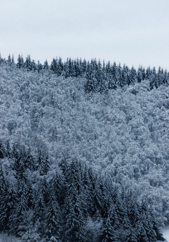 Snow over trees - PixaHive