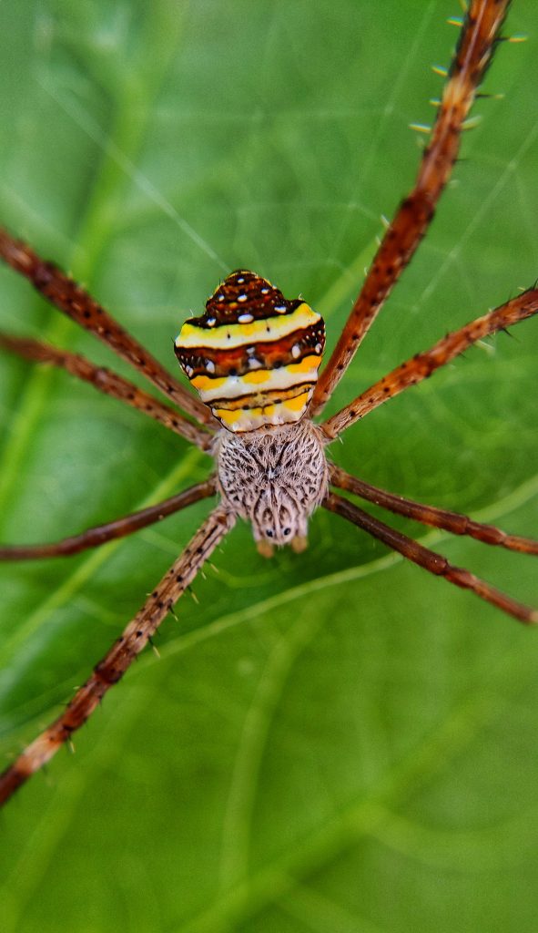 Spider close up - PixaHive