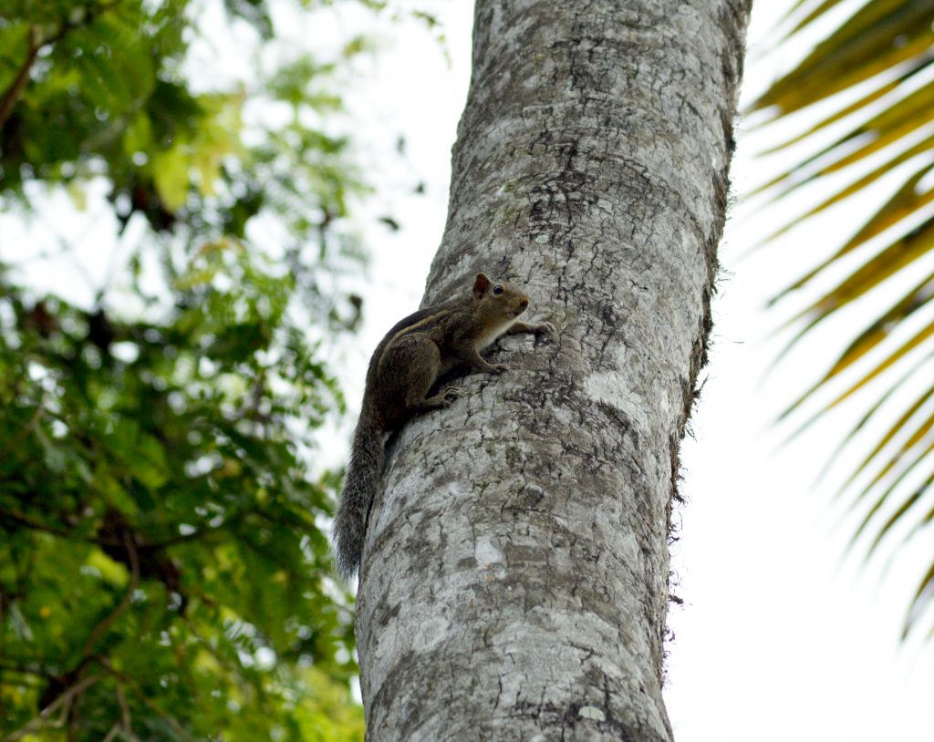 Squirrel on the tree trunk - PixaHive