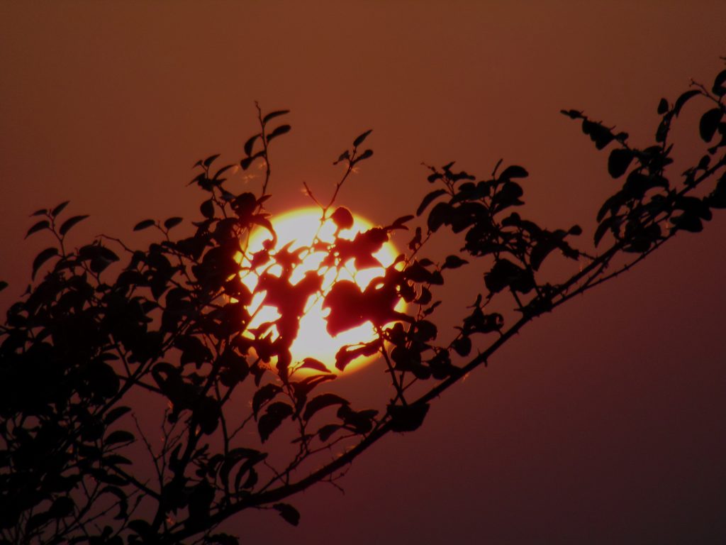 Sun behind a tree branch - PixaHive