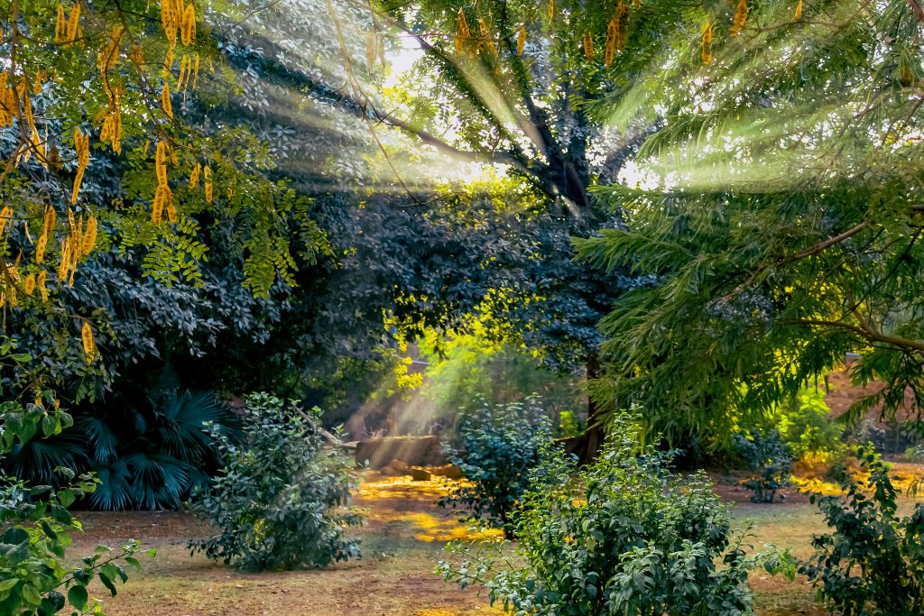 Sun rays through trees - PixaHive