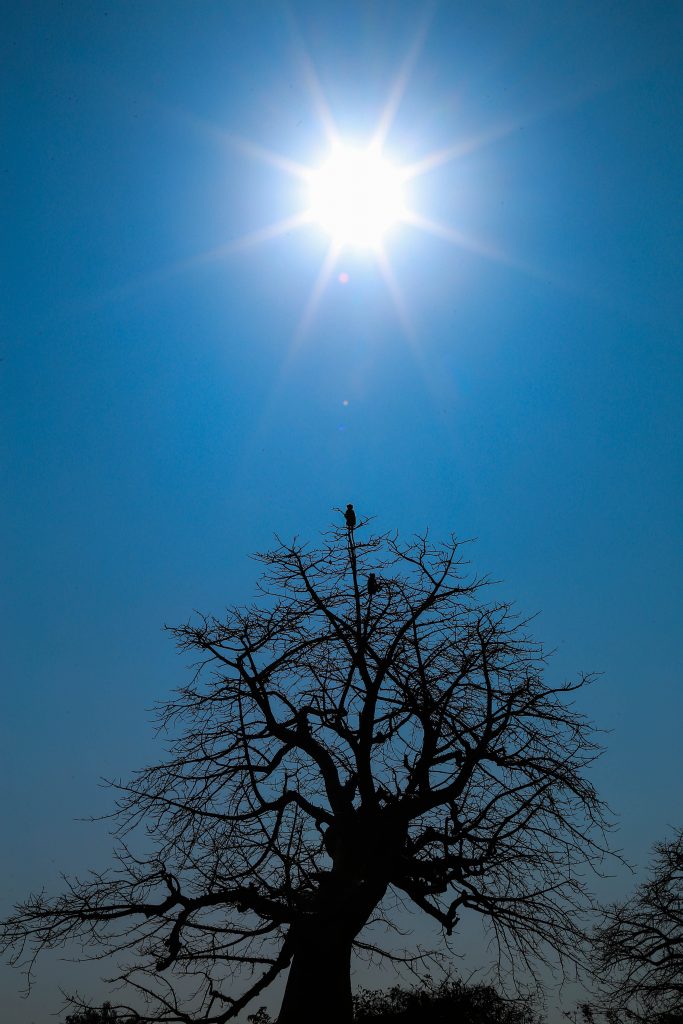 Sun shining over the tree - PixaHive