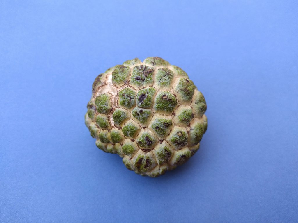 Sweet Mustard apple - PixaHive