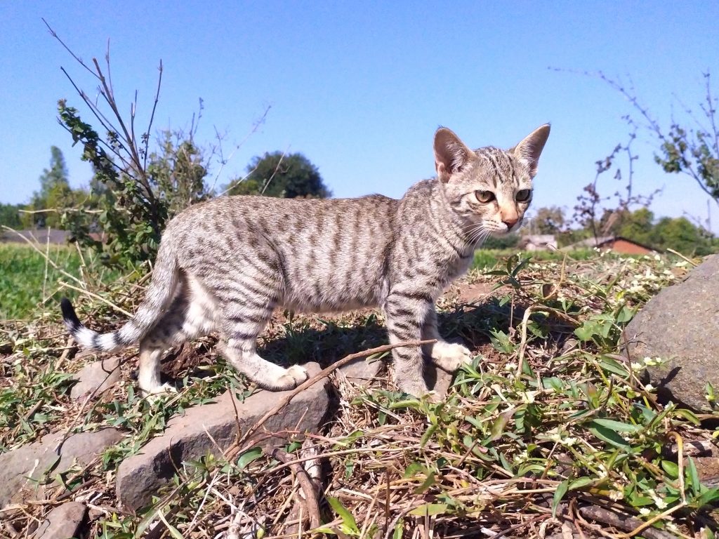 The Indian cat - PixaHive