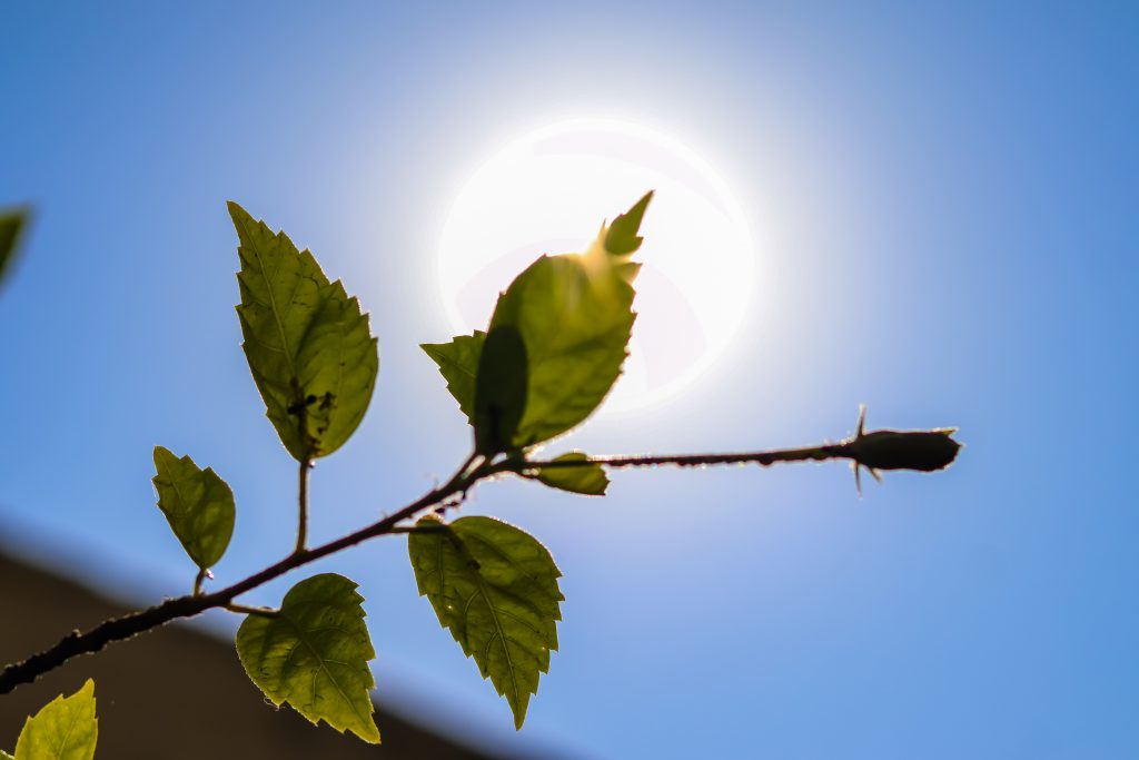 Plant under sunshine - PixaHive