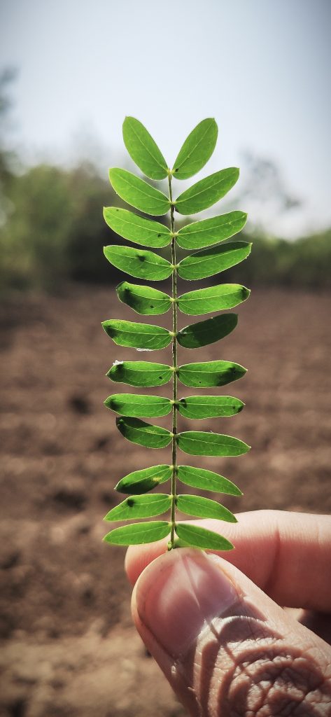 Thin plant stem in hand - PixaHive