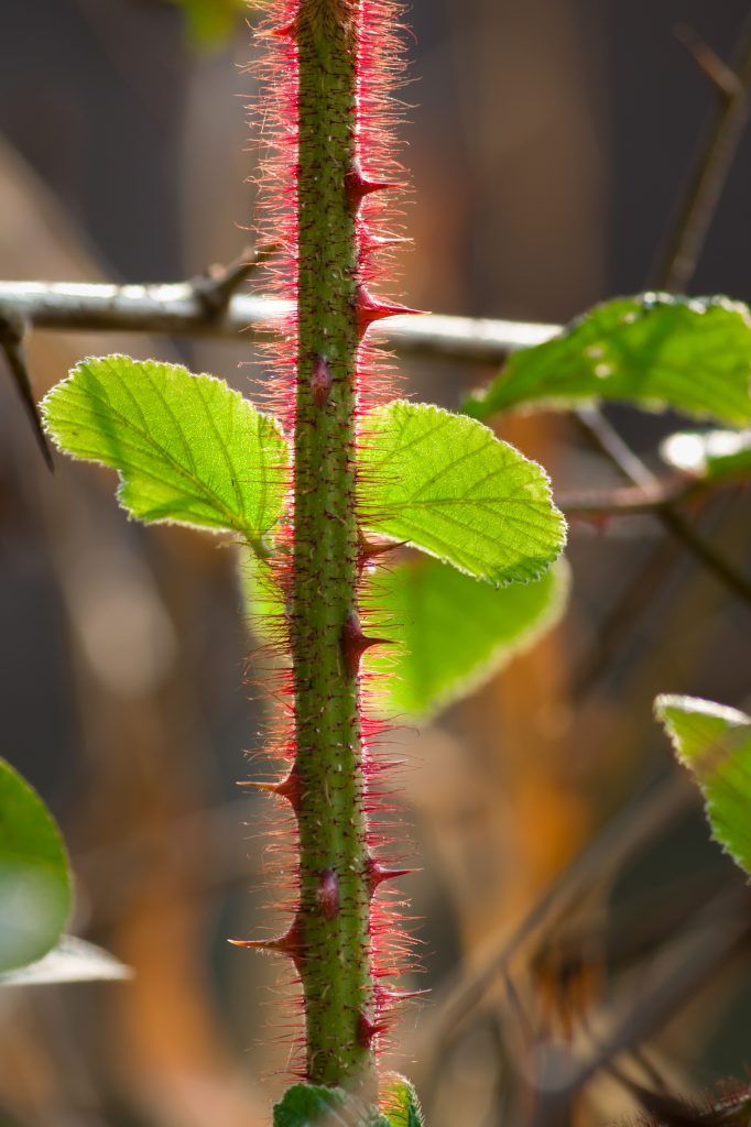 Thorns on a plant stem - PixaHive