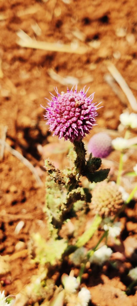 Tiny flower on plant - PixaHive