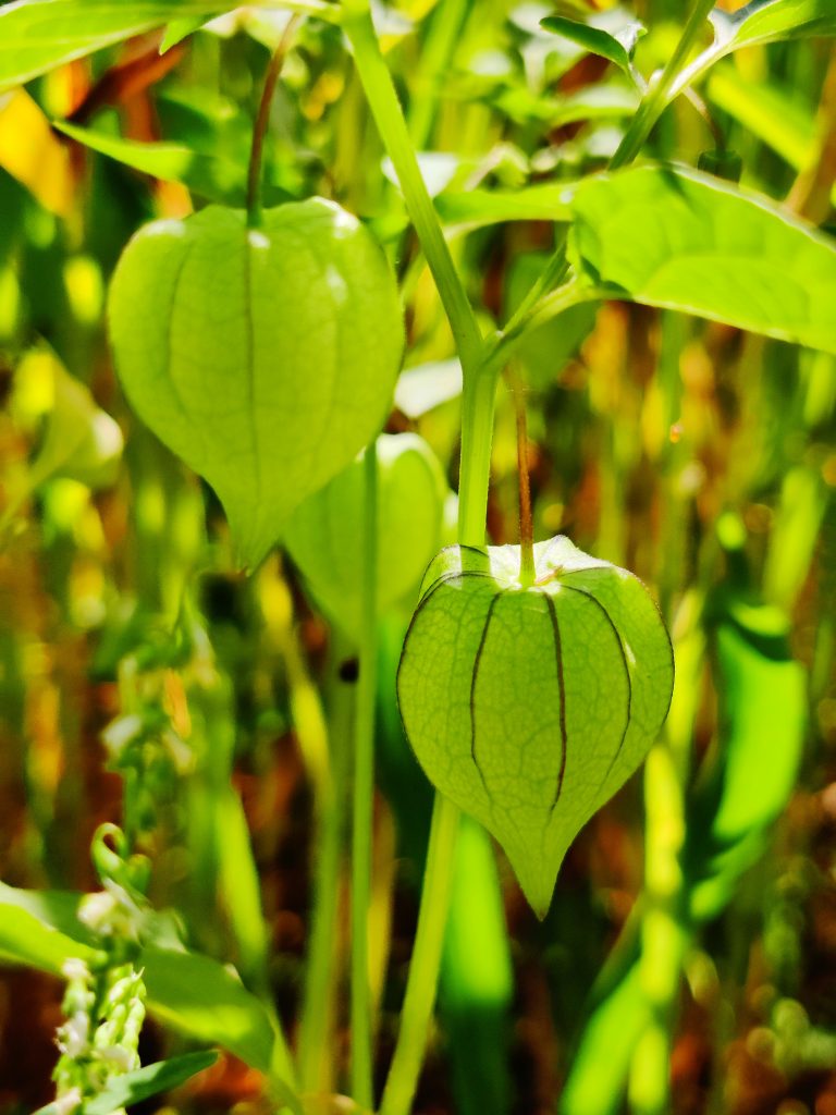 Tiny plan - PixaHive