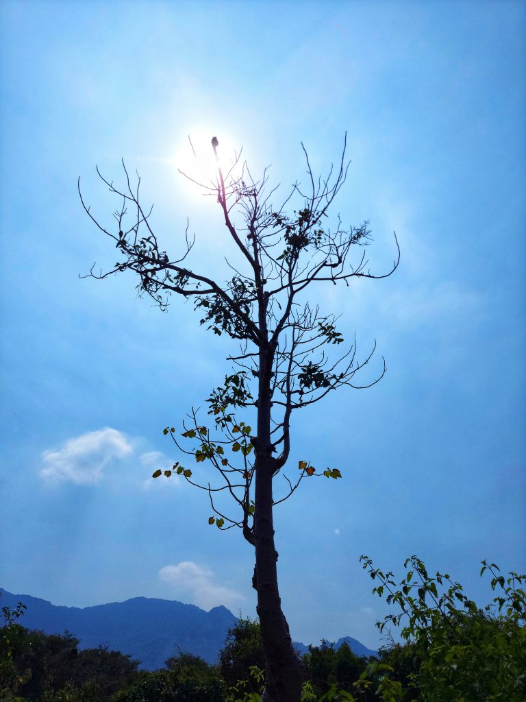 Tree in the forest under sun light - PixaHive