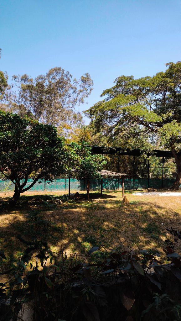 Trees in a zoo - PixaHive