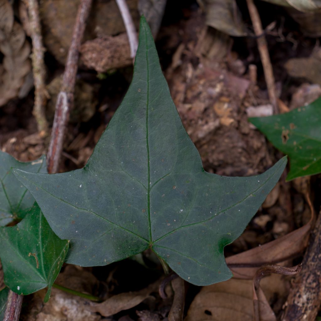 Tri headed leaf - PixaHive